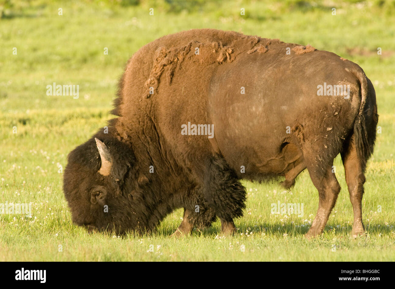 Bison (Bison bison), bull grazing at Yellowstone National Park Stock ...