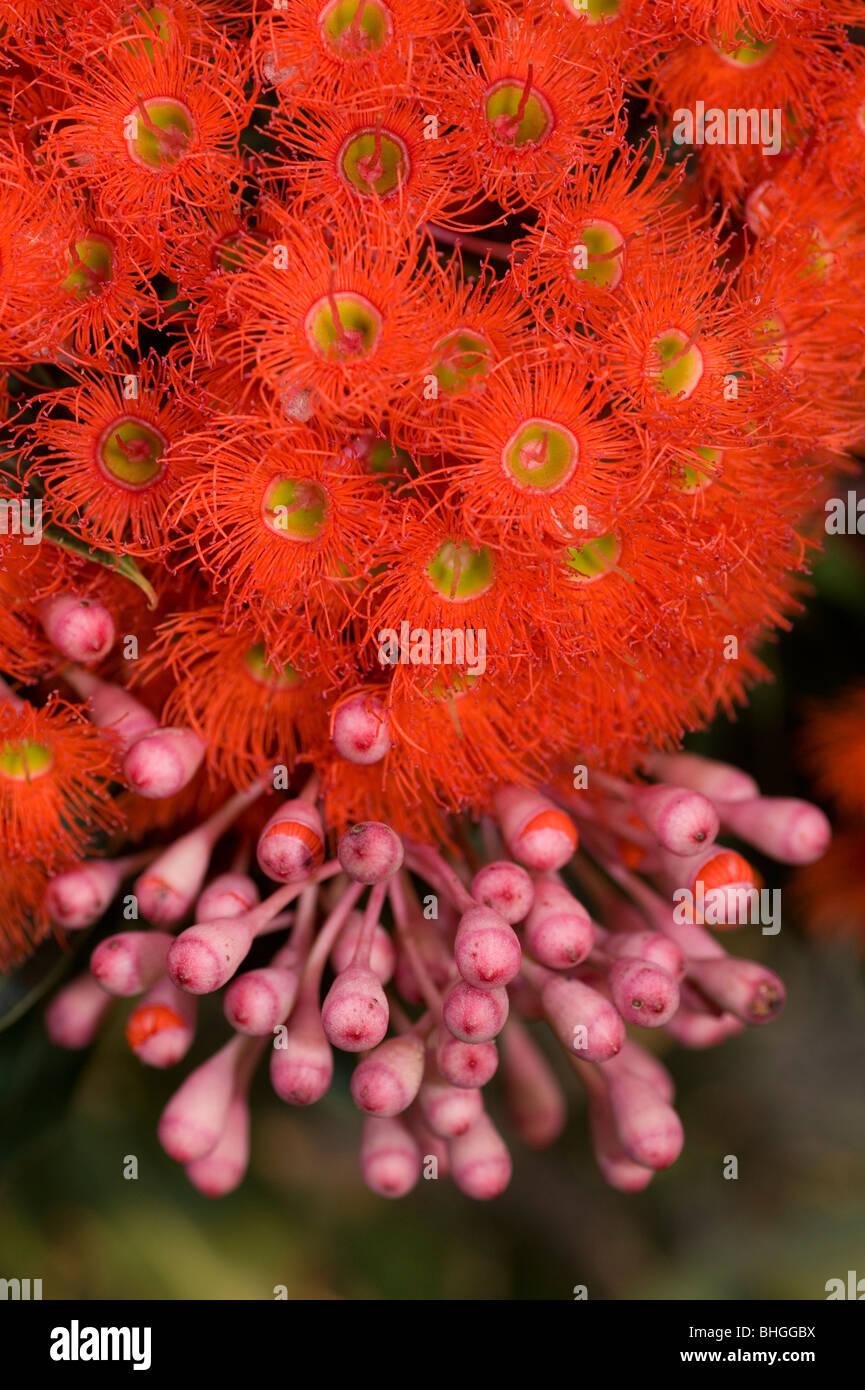 Bloodwood tree hi-res stock photography and images - Alamy