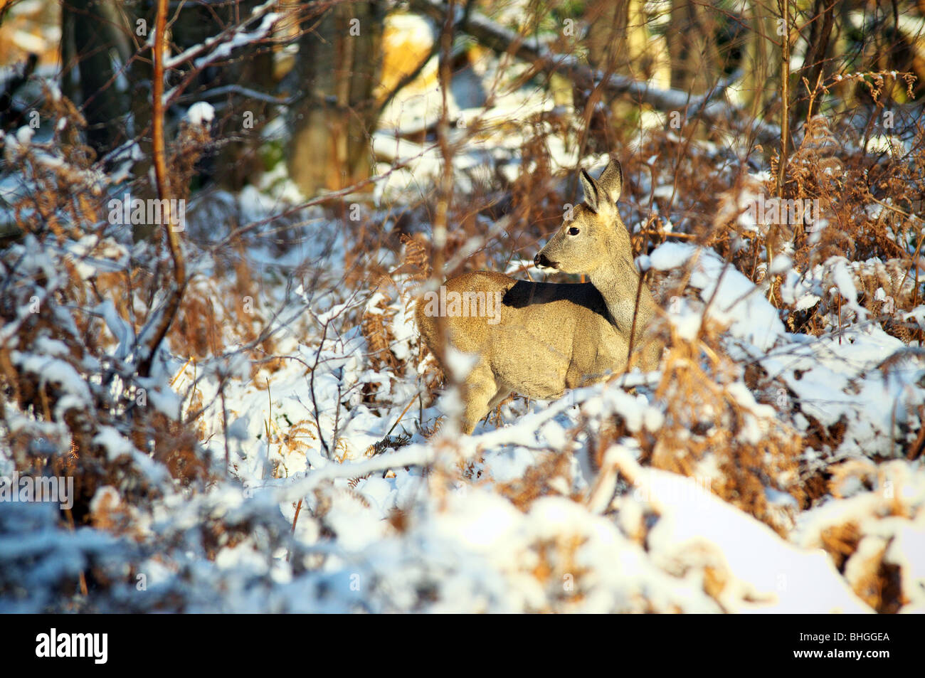 A Roe Deer in a snow covered Pamber Forest, Hampshire Stock Photo - Alamy