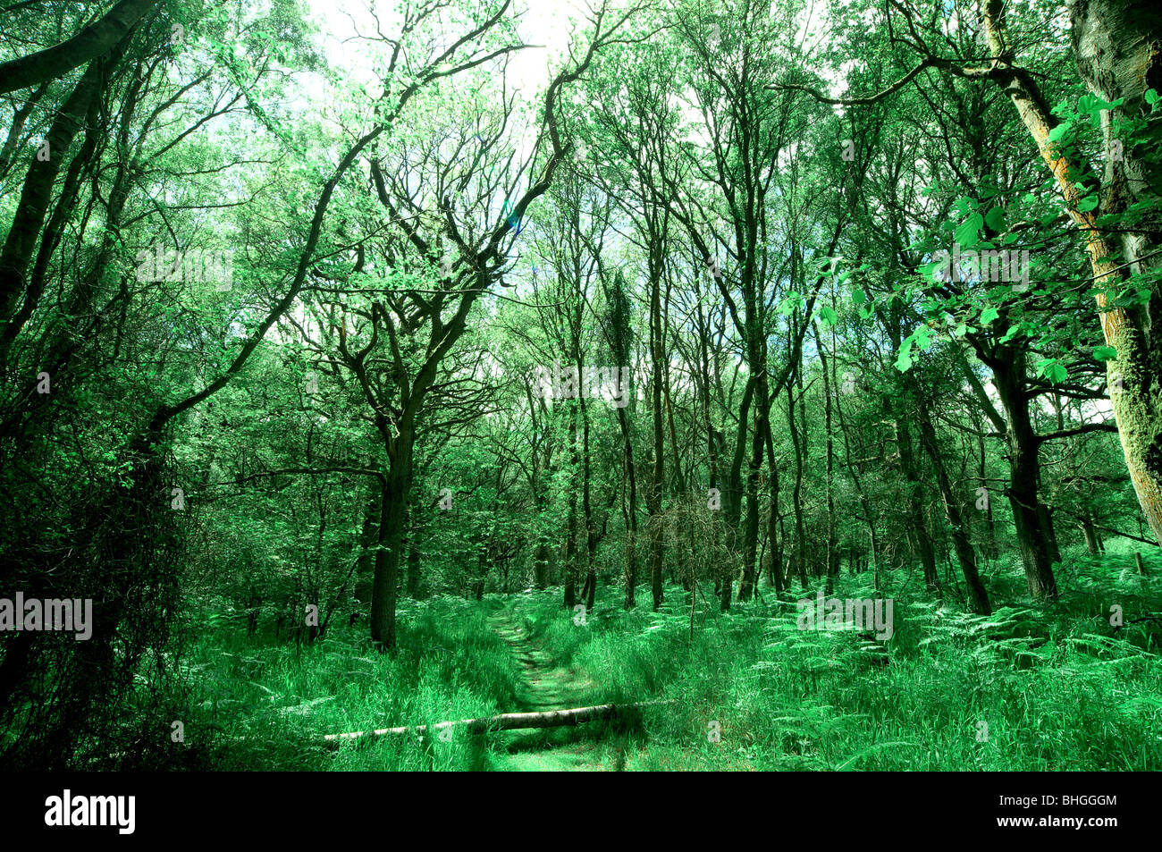 A very lush part of Pamber Forest, in Hampshire, during the summer ...