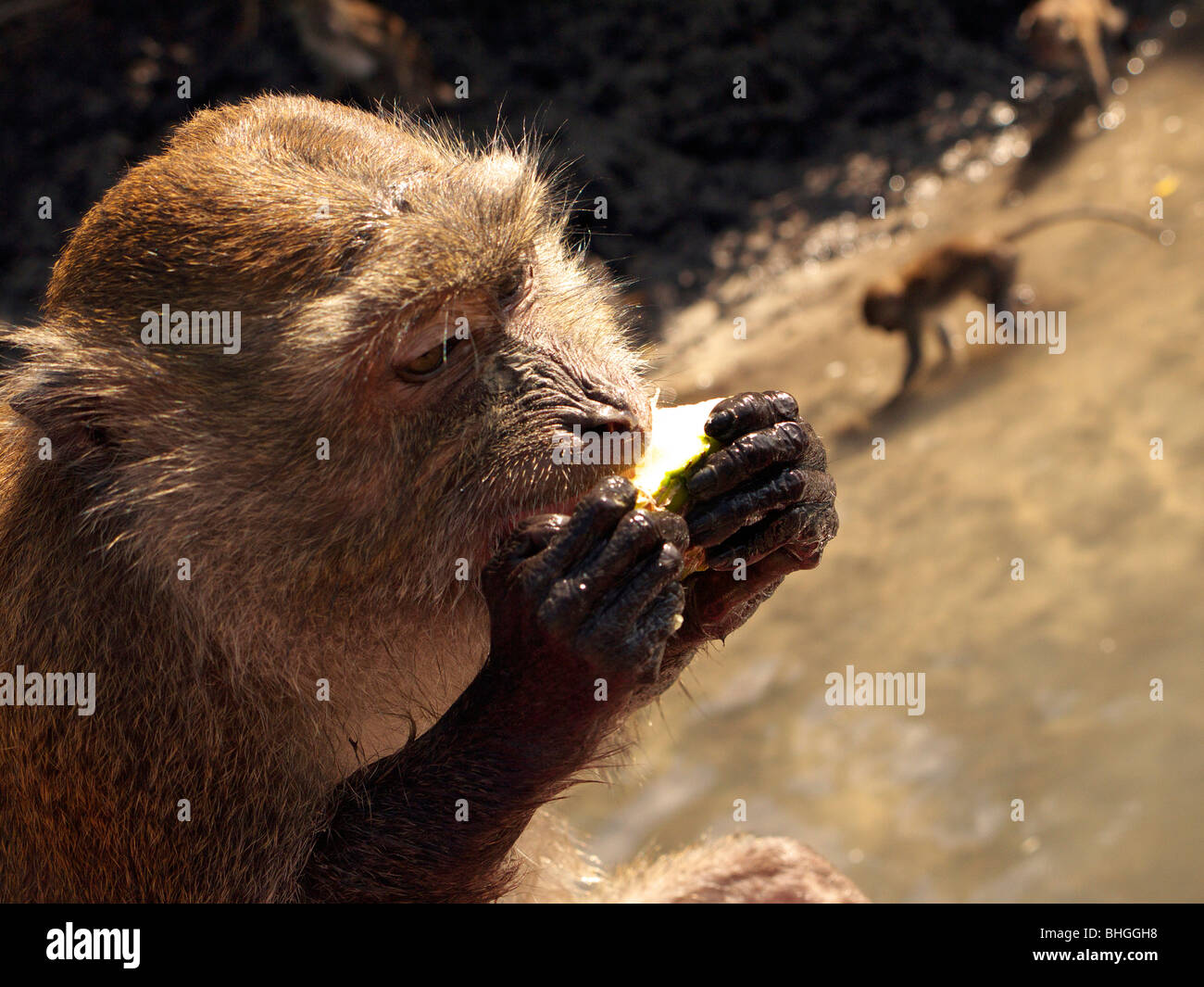 Makake ape in the Ko Lanta Marine National Park,South Thailand,Andaman ...