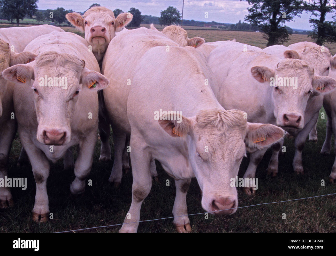 Group of Charolais cattle, near Lurcy-Levis, Allier, Auvergne, France ...