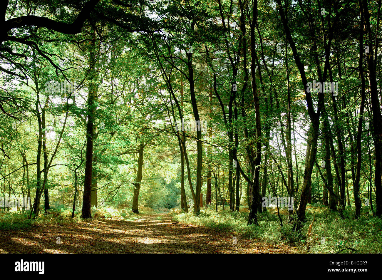 Pamber Forest, in Hampshire, in the summer Stock Photo - Alamy
