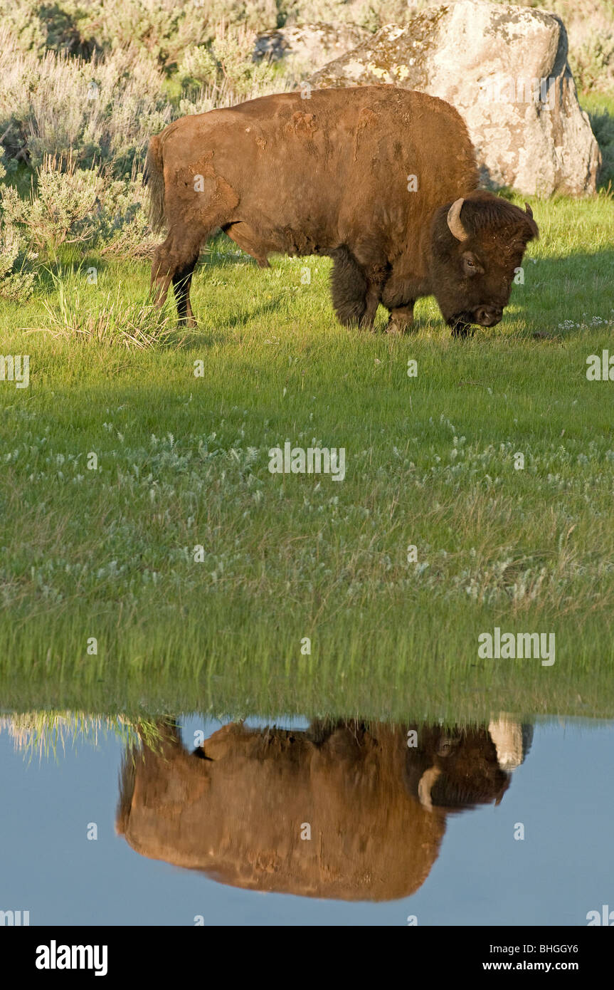 Bison (Bison bison), grazing bull mirrored in water Stock Photo - Alamy