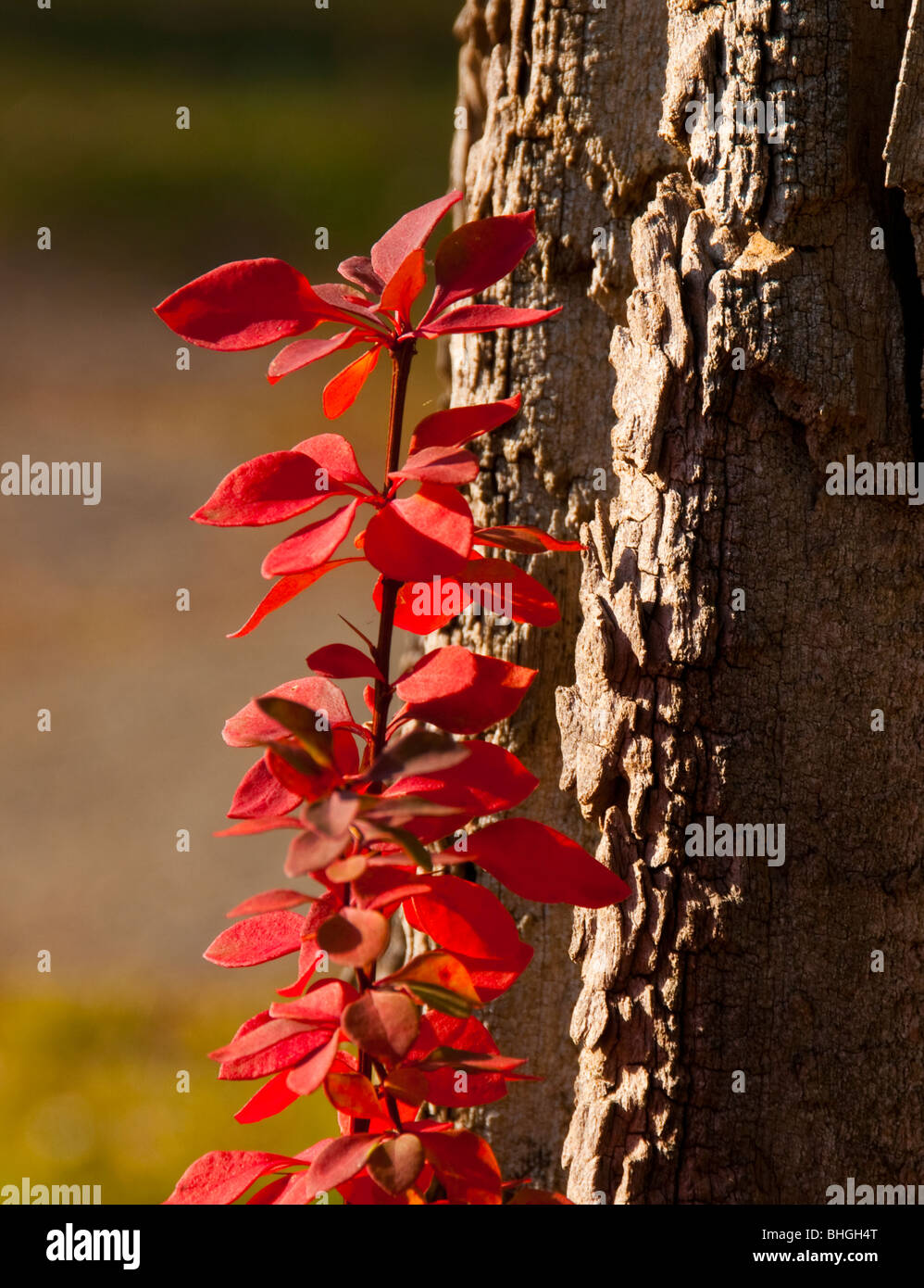 Crimson fall leaves hi-res stock photography and images - Alamy