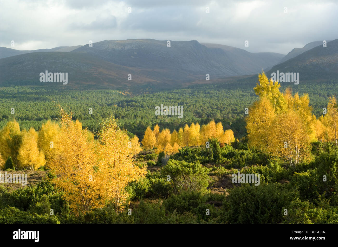 Caledonian forest scotland birch hi-res stock photography and images ...