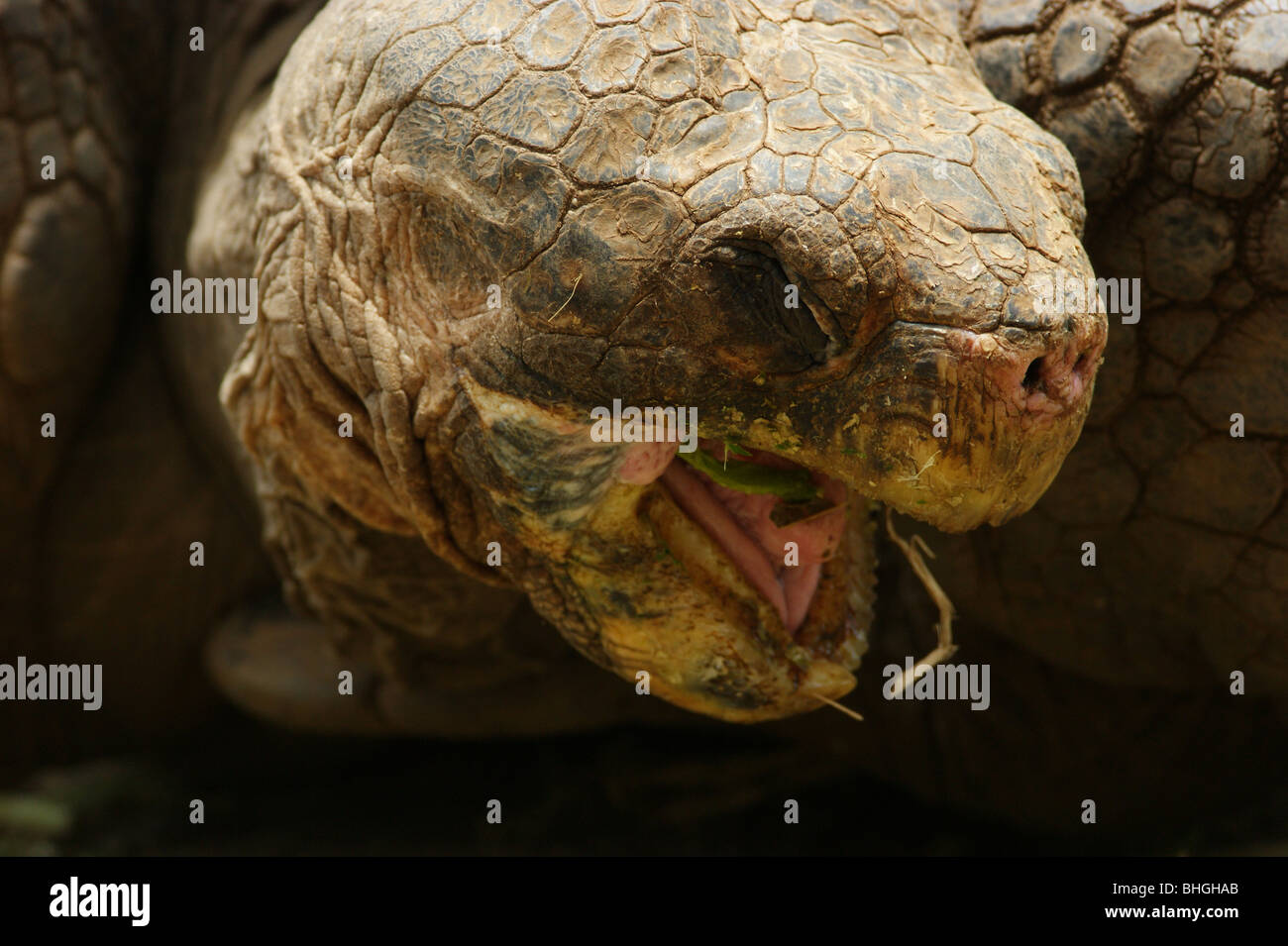 Giant tortoise breeding centre hi-res stock photography and images - Alamy