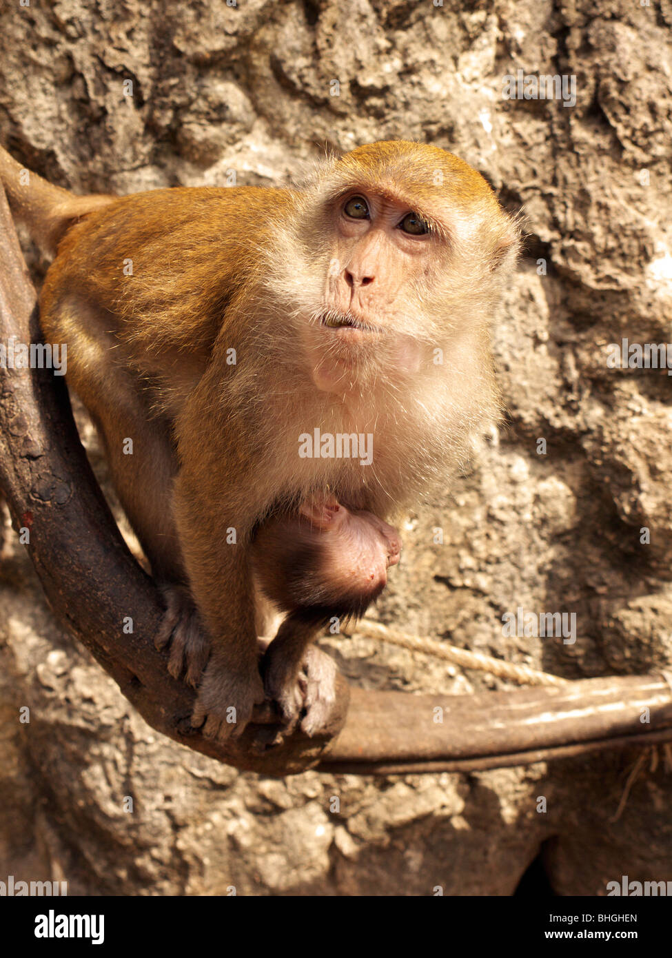Makake ape with baby in the Ko Lanta Marine National Park,South ...