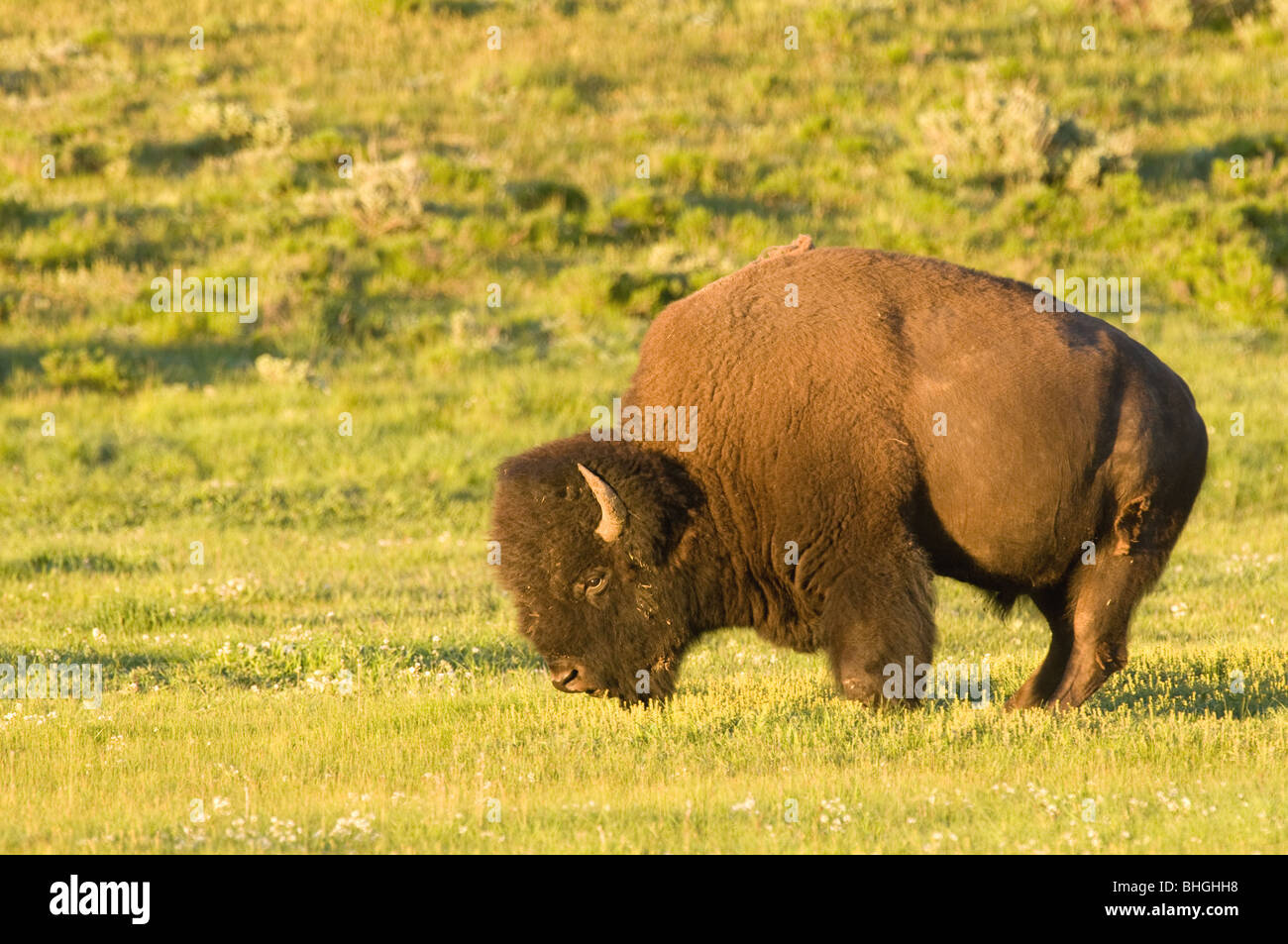 America buffalo or bison hi-res stock photography and images - Alamy
