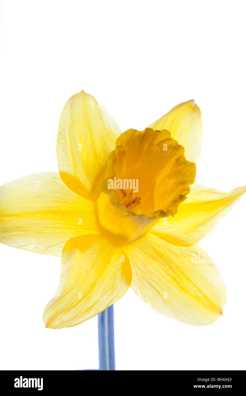 Translucant hi-res stock photography and images - Alamy