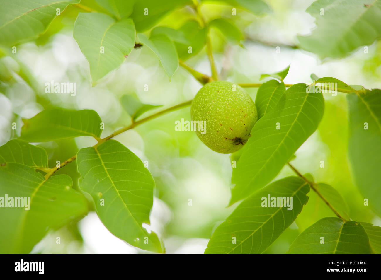 Green nut hanging on a tree branch between leaves Stock Photo - Alamy