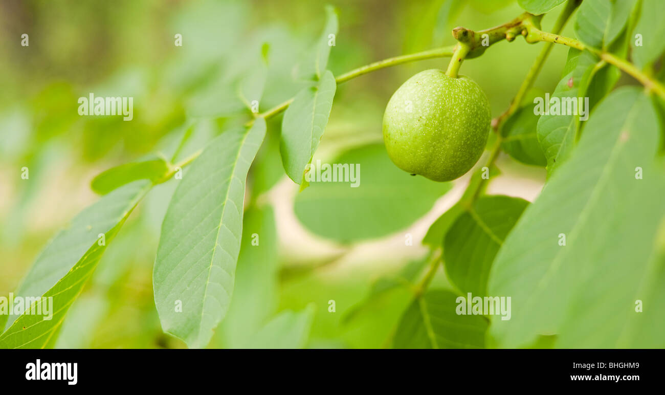 Green nut hanging on a tree branch between leaves Stock Photo - Alamy