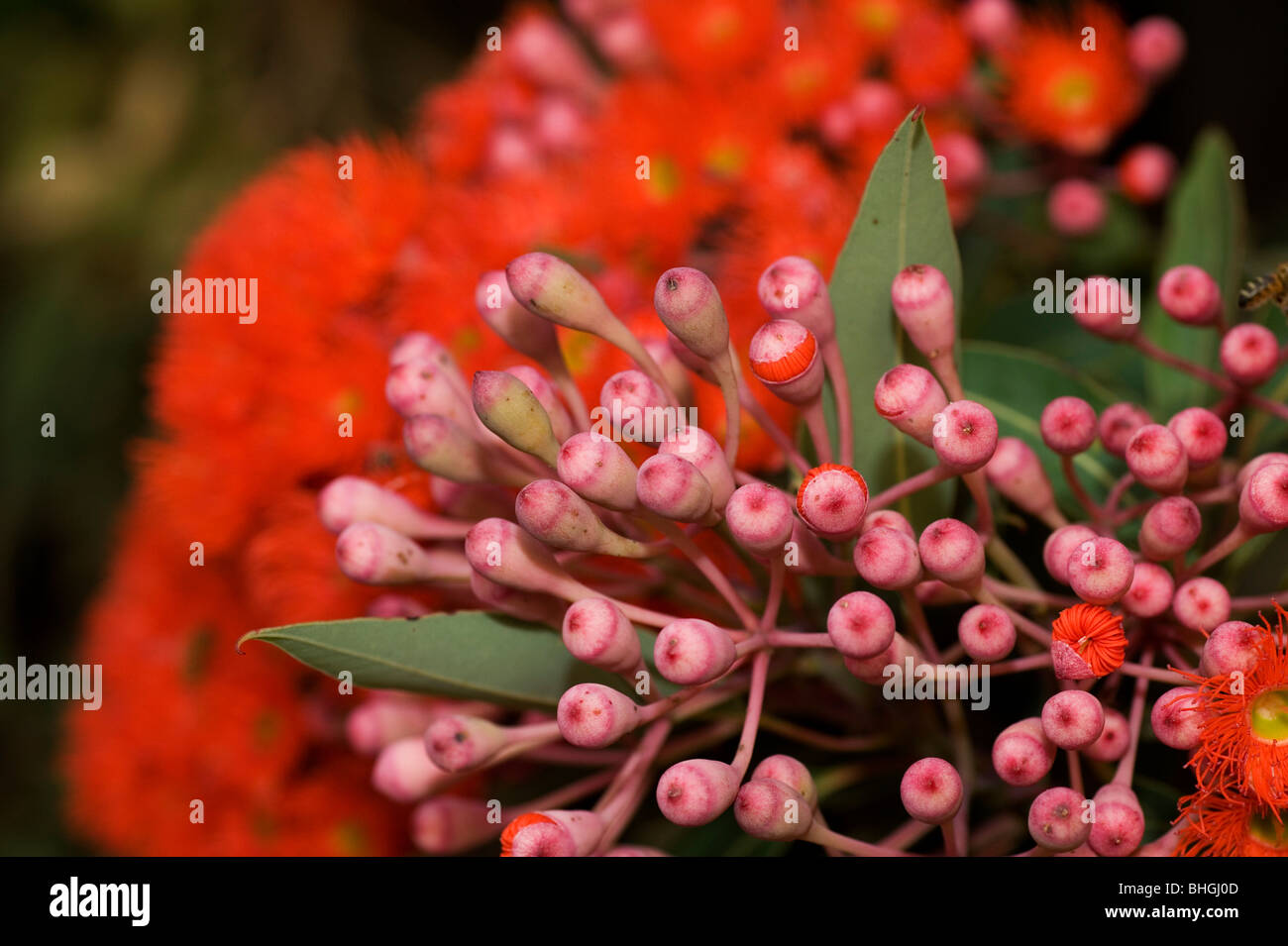 Swamp Bloodwood flowers Corymbia ptychocarpa Stock Photo - Alamy