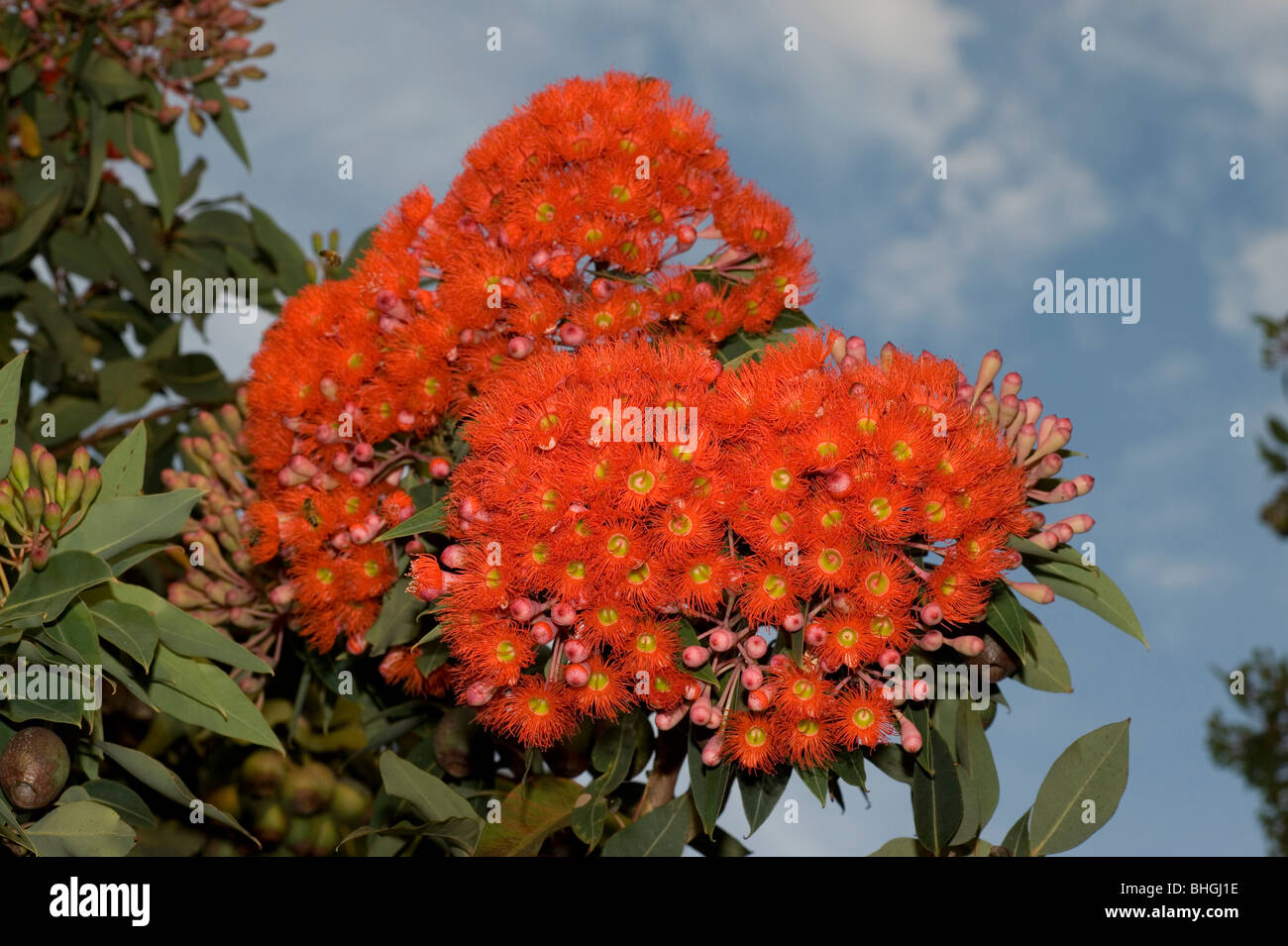 Swamp Bloodwood flowers Corymbia ptychocarpa Stock Photo - Alamy