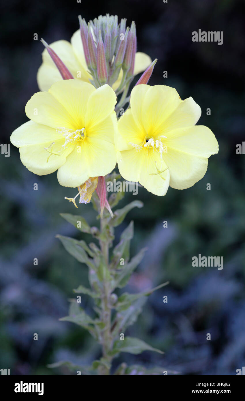 Giant Evening Primrose Stock Photo - Alamy