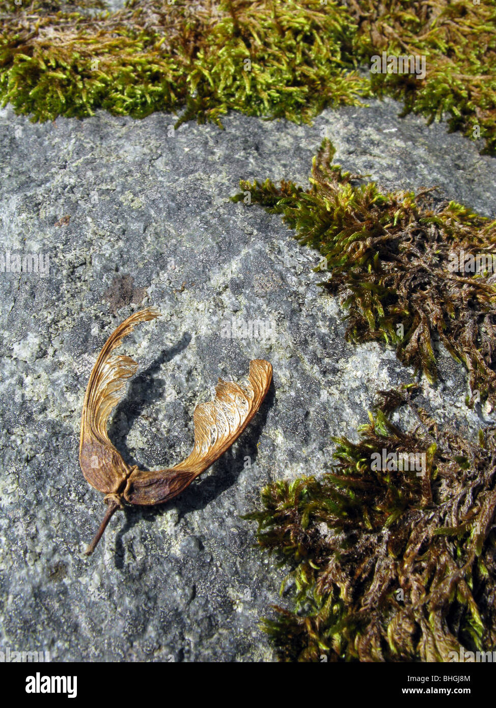 sycamore tree seed pod fallen on rocks in countryside Stock Photo - Alamy