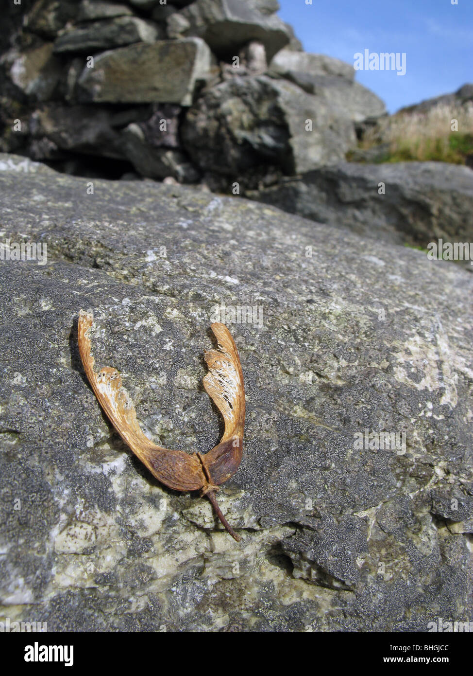 sycamore tree seed pod fallen on rocks in countryside Stock Photo - Alamy
