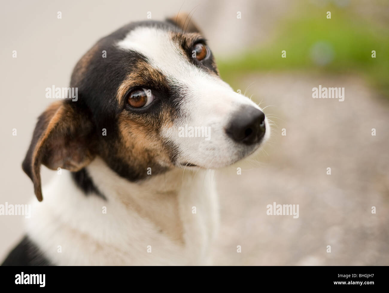 Portrait of an adorable little dog outdoor Stock Photo - Alamy