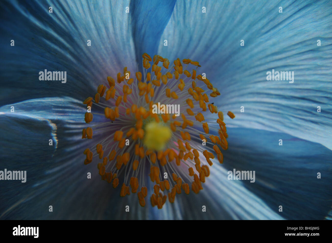 Blue poppy rare himalayan flower hi-res stock photography and images ...