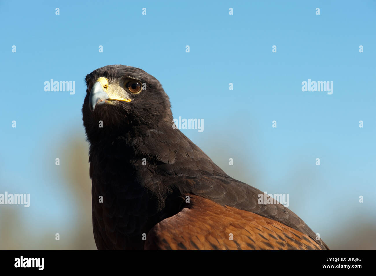 Harris hawk group hunting hi-res stock photography and images - Alamy