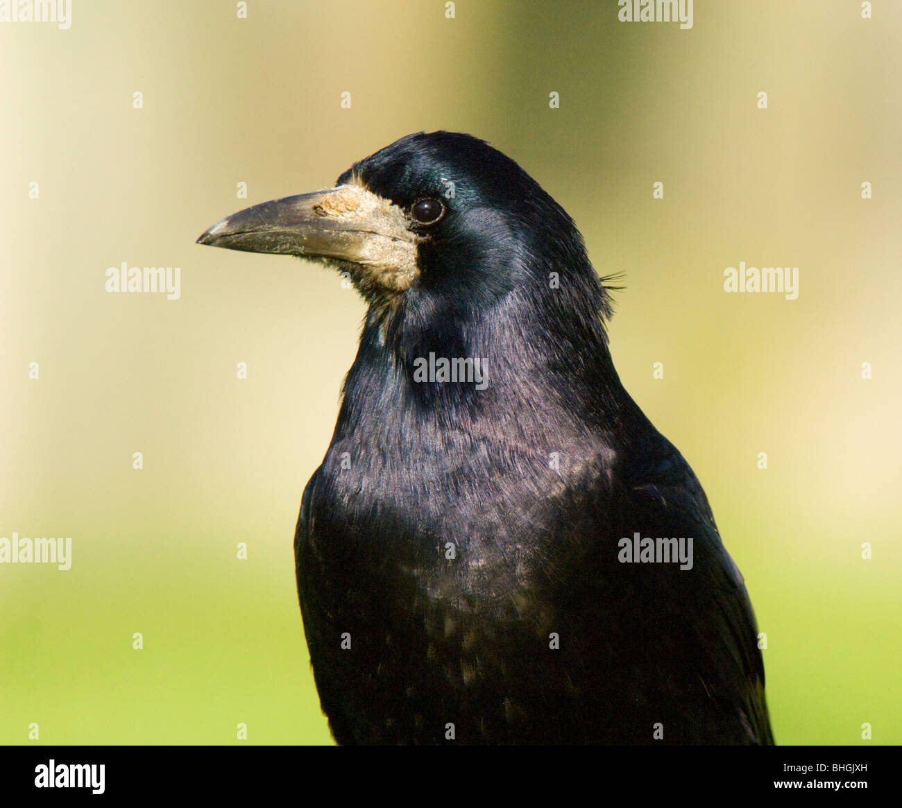Rook (Corvus frugilegus), adult foraging, Scotland Stock Photo - Alamy