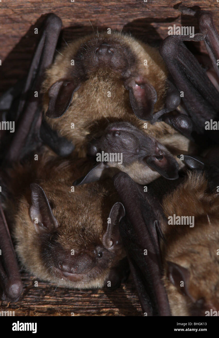 Brown bat hi-res stock photography and images - Alamy