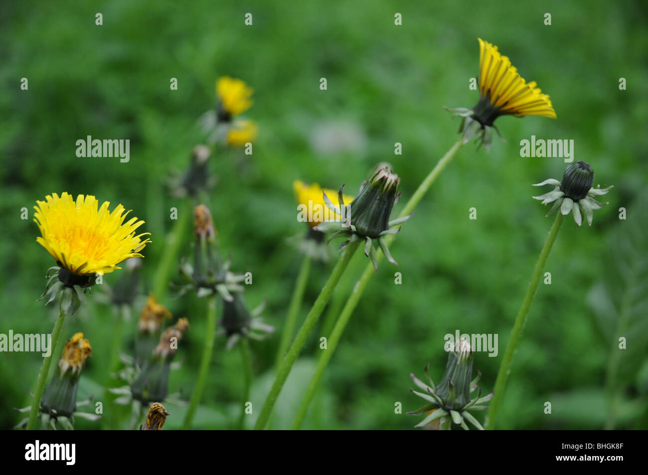 Dead dandelions hi-res stock photography and images - Alamy
