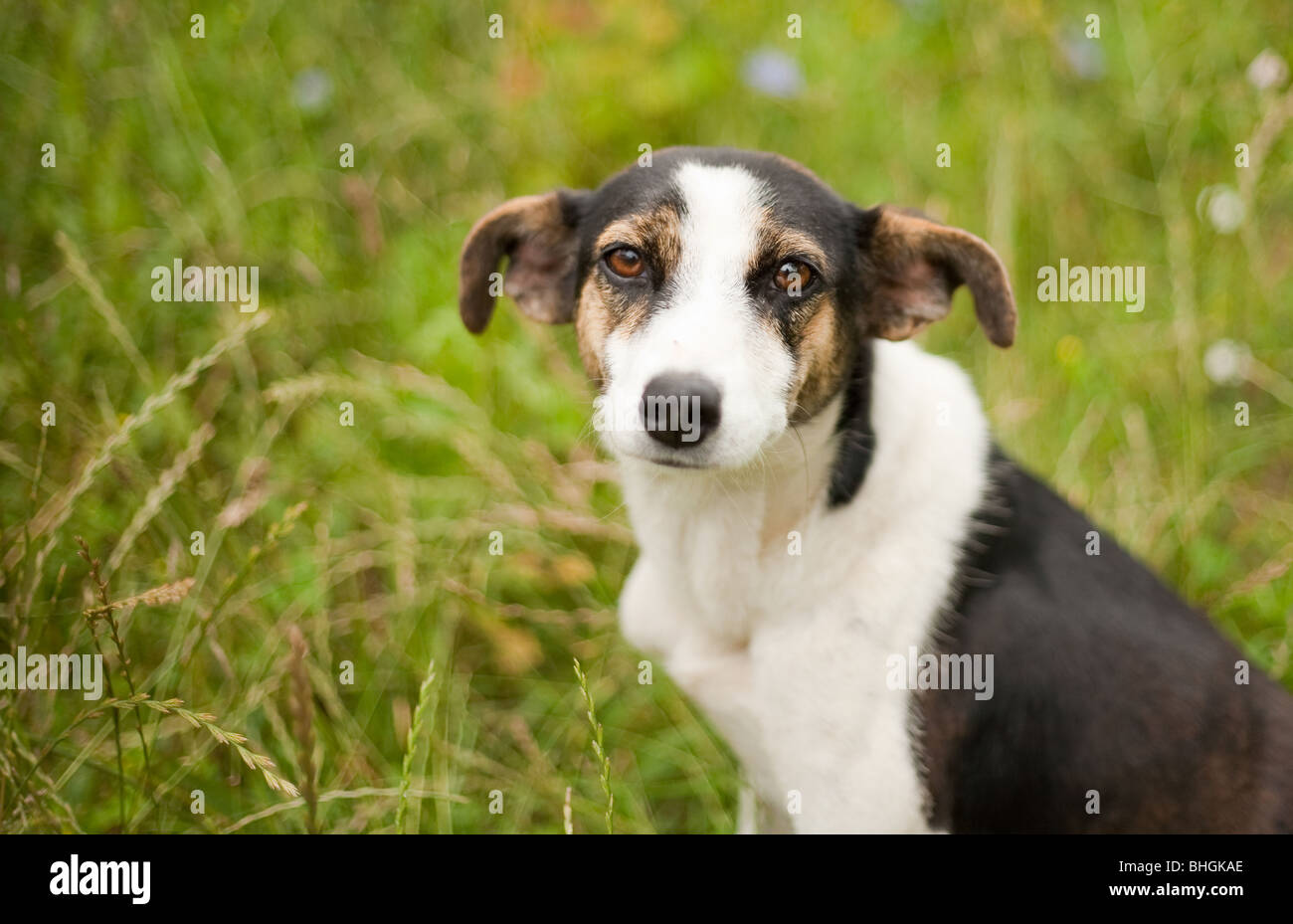 Portrait of an adorable little dog outdoor Stock Photo - Alamy