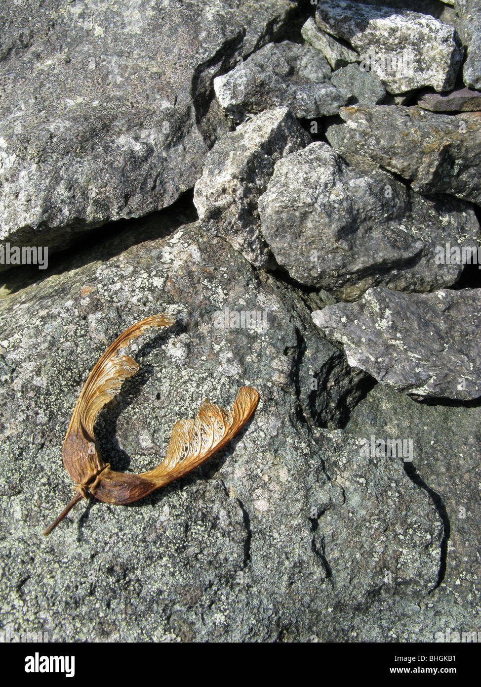 Sycamore seed pod hi-res stock photography and images - Alamy
