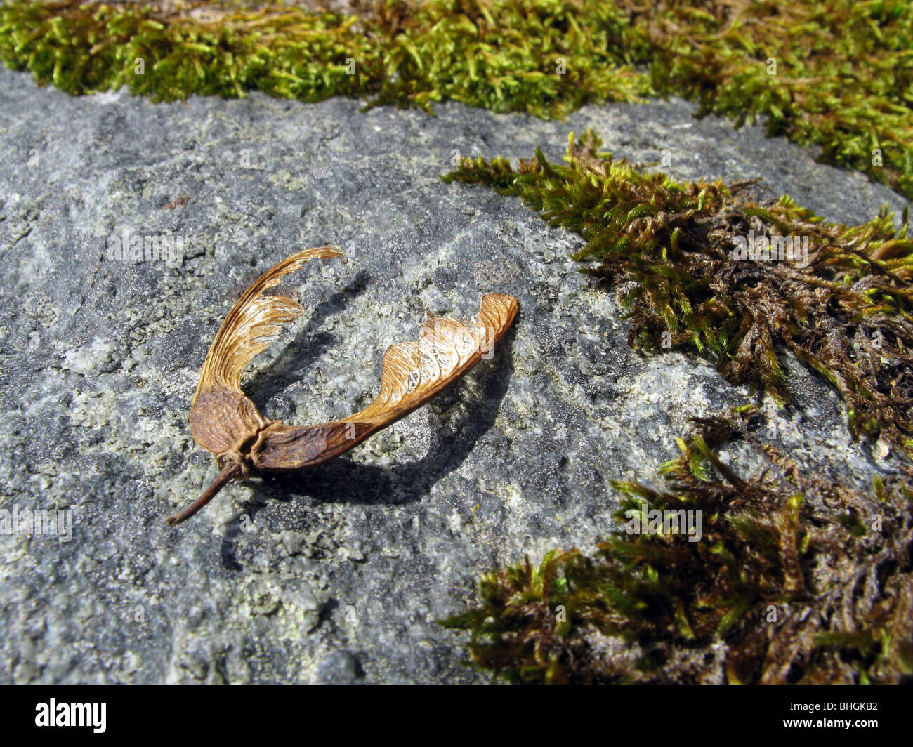sycamore tree seed pod fallen on rocks in countryside Stock Photo - Alamy