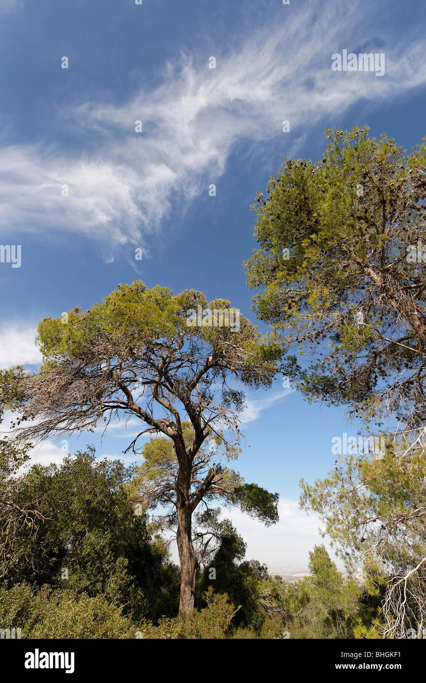 Israel hamasrek nature pine tree hi-res stock photography and images ...