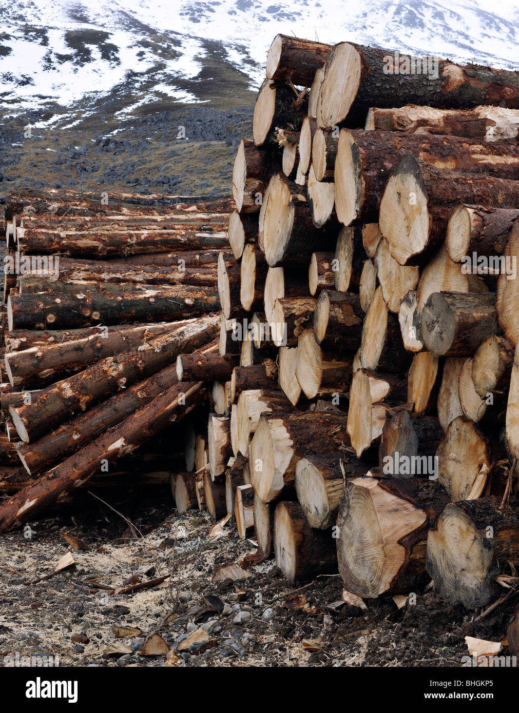 Scottish glen angus hi-res stock photography and images - Alamy