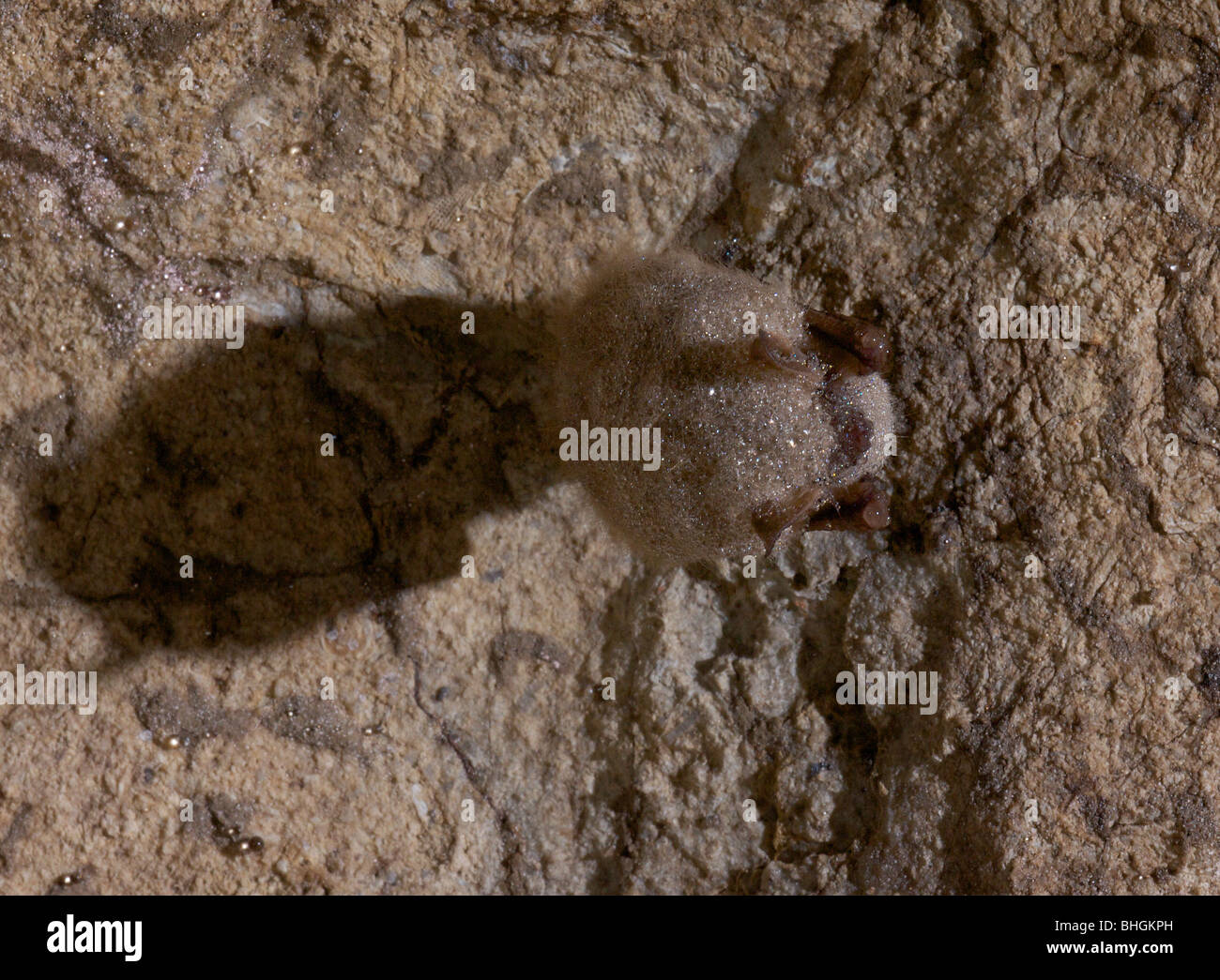tri-colored bat eastern pipistrelle hibernate cave unrotated - rotate ...