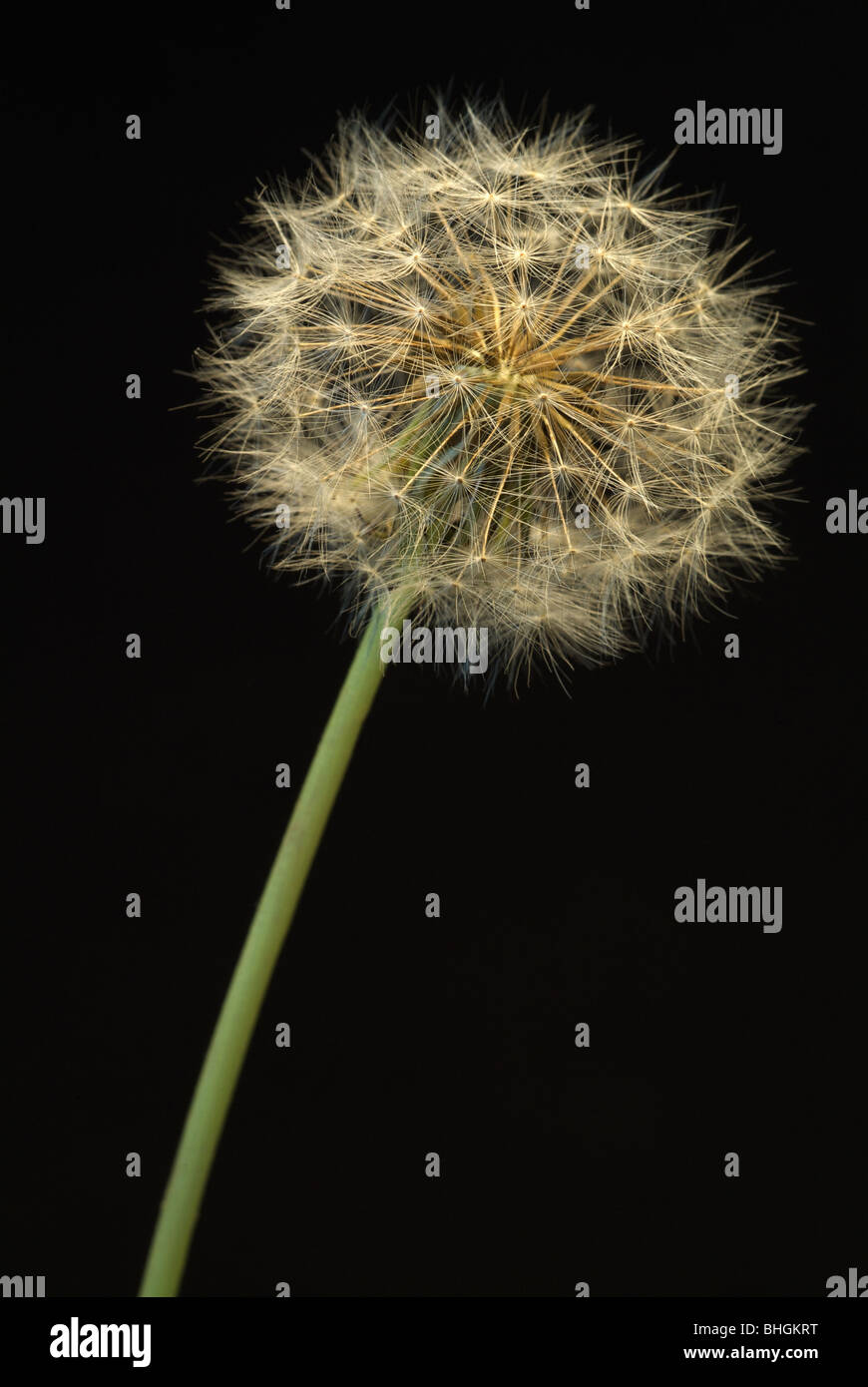 Dandylion hi-res stock photography and images - Alamy