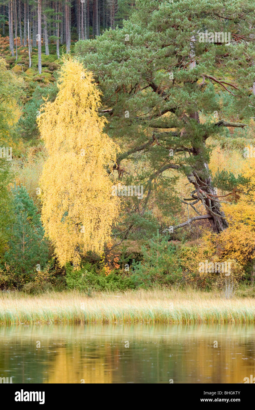 Silver Birch trees with yellow autumn foliage, and Scots pines ...