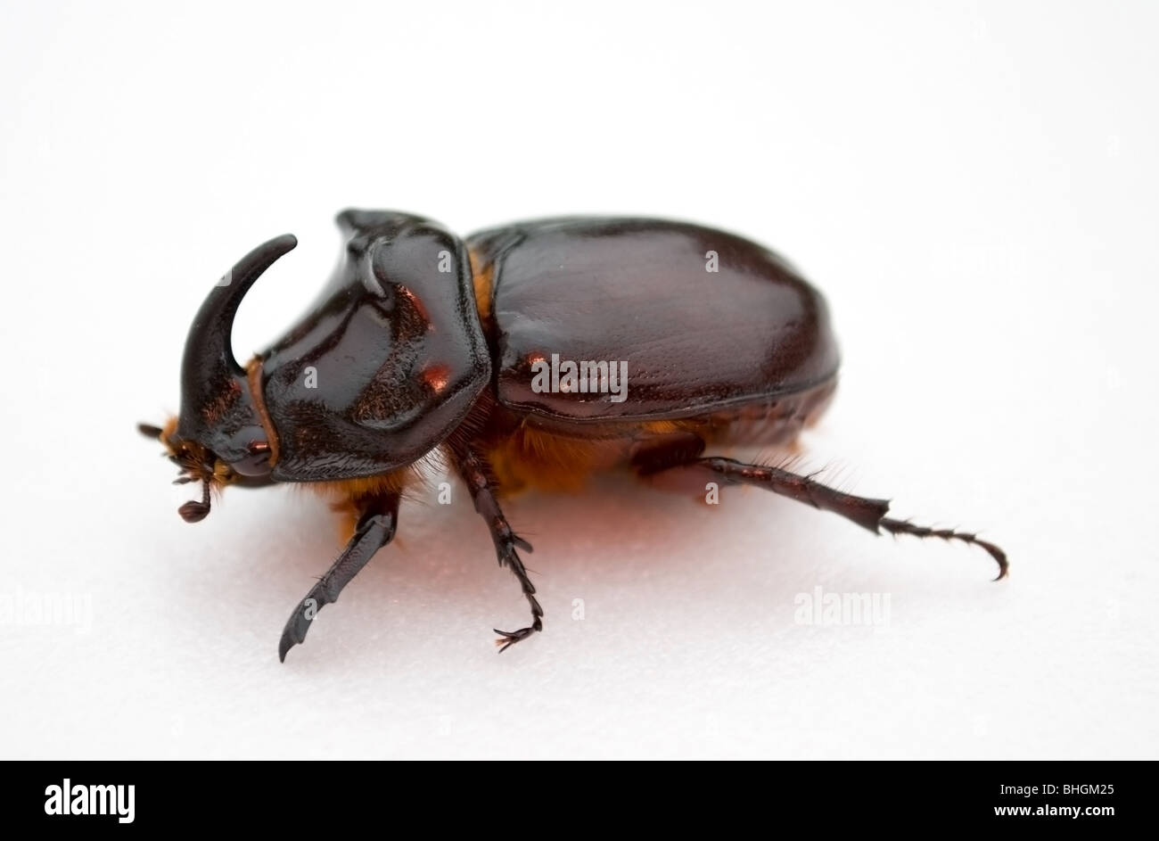 beetle on white. Close-up Stock Photo - Alamy