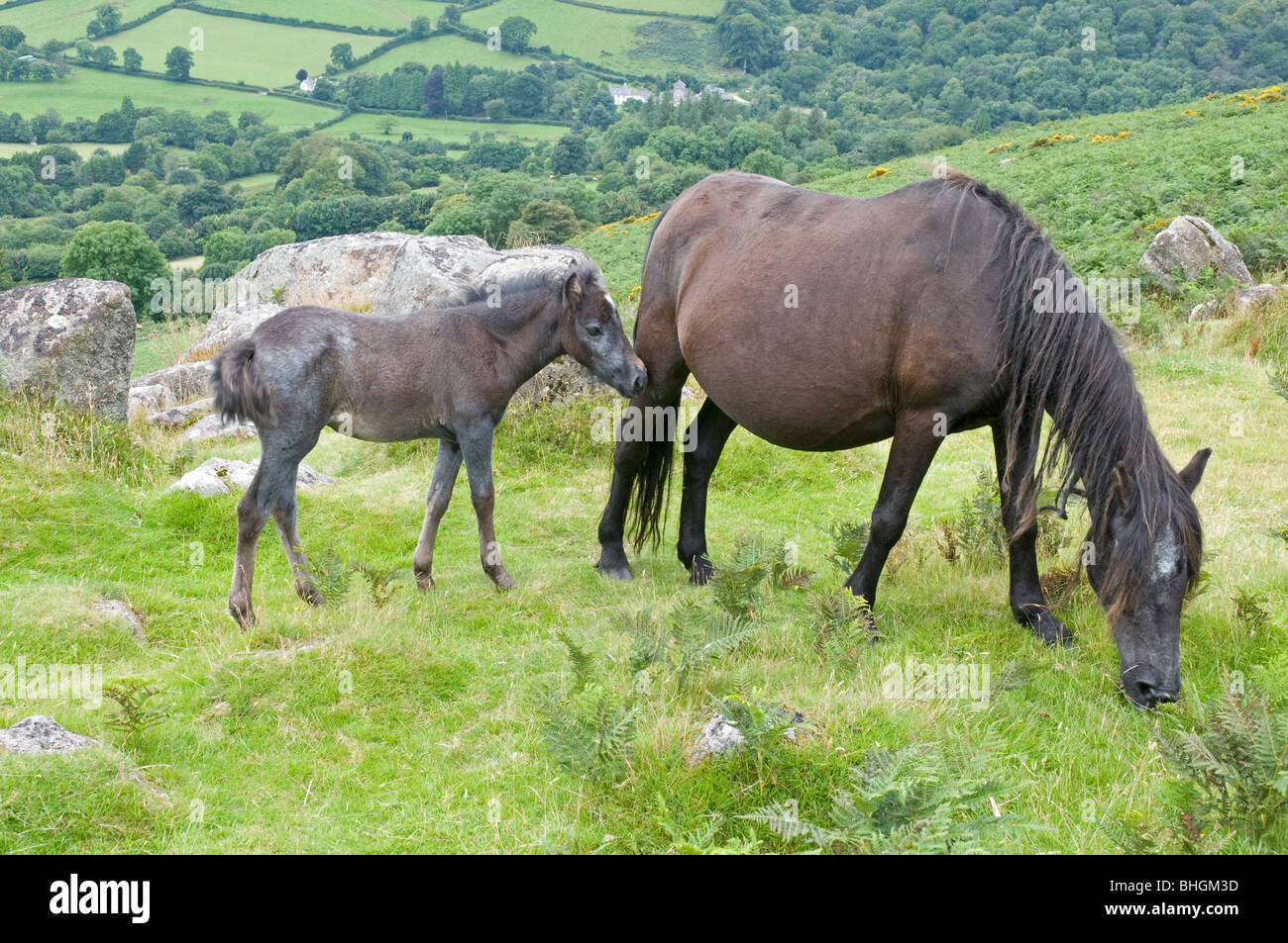 Bell tor hi-res stock photography and images - Alamy