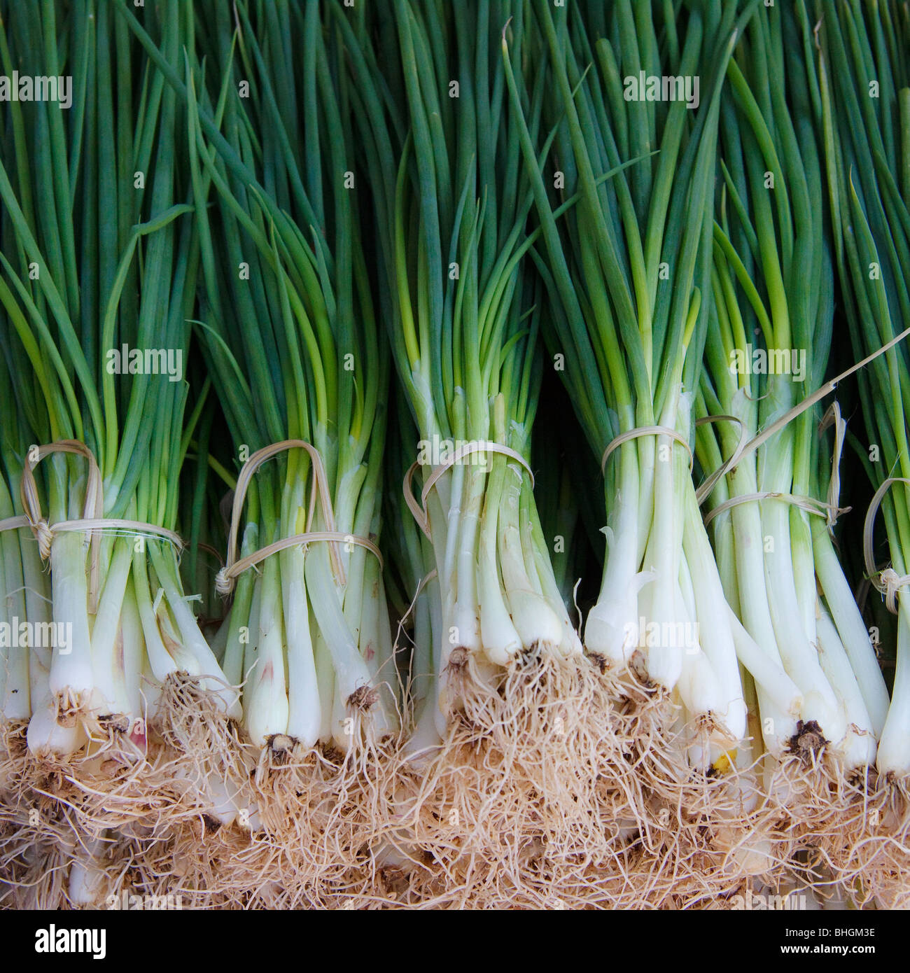 Spring onions scallions hi-res stock photography and images - Alamy