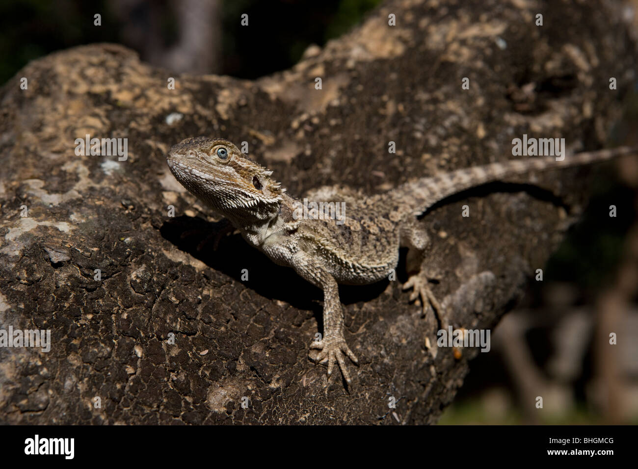 Bearded dragon with blue eye sat camouflaged on a tree branch Stock ...