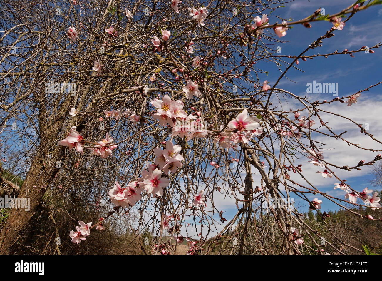 Israel, Jerusalem Mountains. Almond tree in Ein Kobi Stock Photo - Alamy