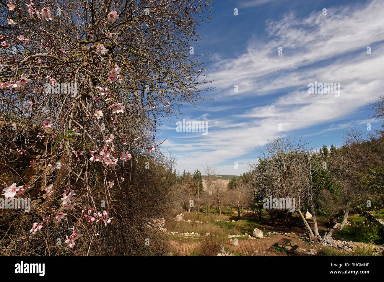 Israel, Jerusalem Mountains. Almond tree in Ein Kobi Stock Photo - Alamy