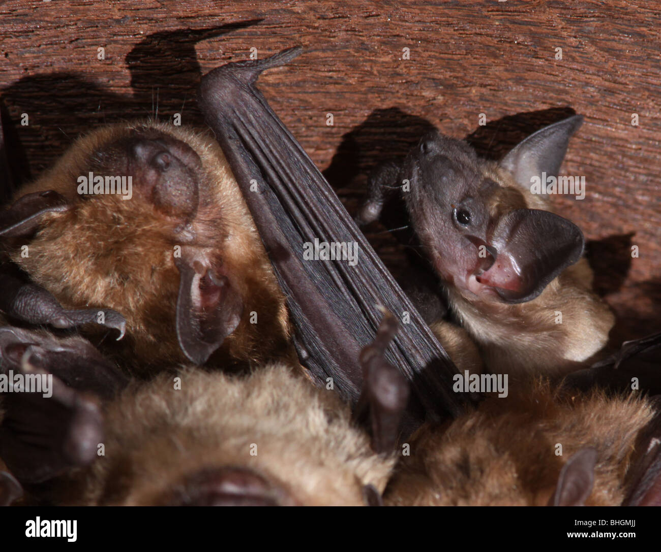 big brown bat maternity colony babies barn ohio Stock Photo - Alamy