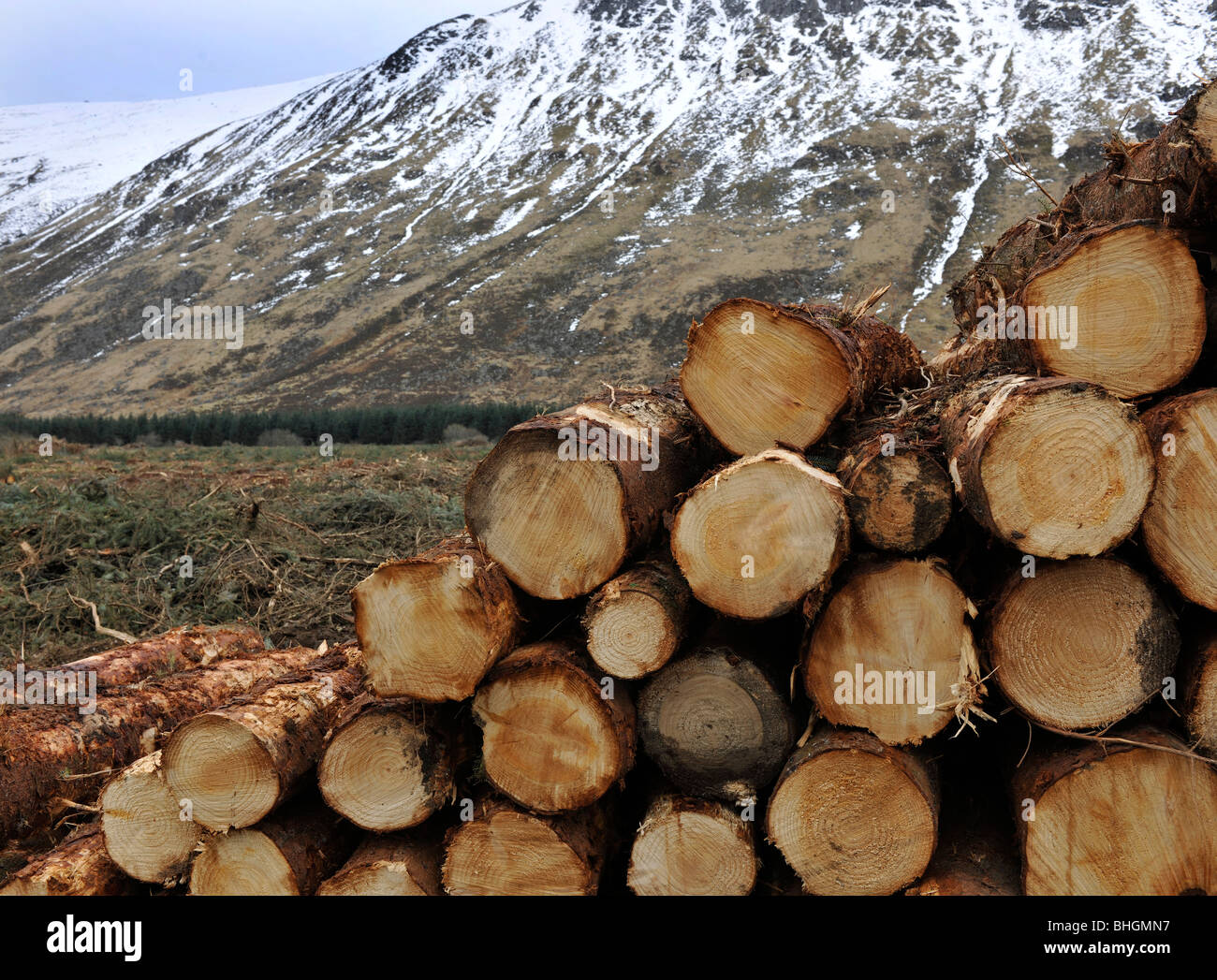 Logging in Glen Clova, Angus, Scotland, UK Stock Photo - Alamy