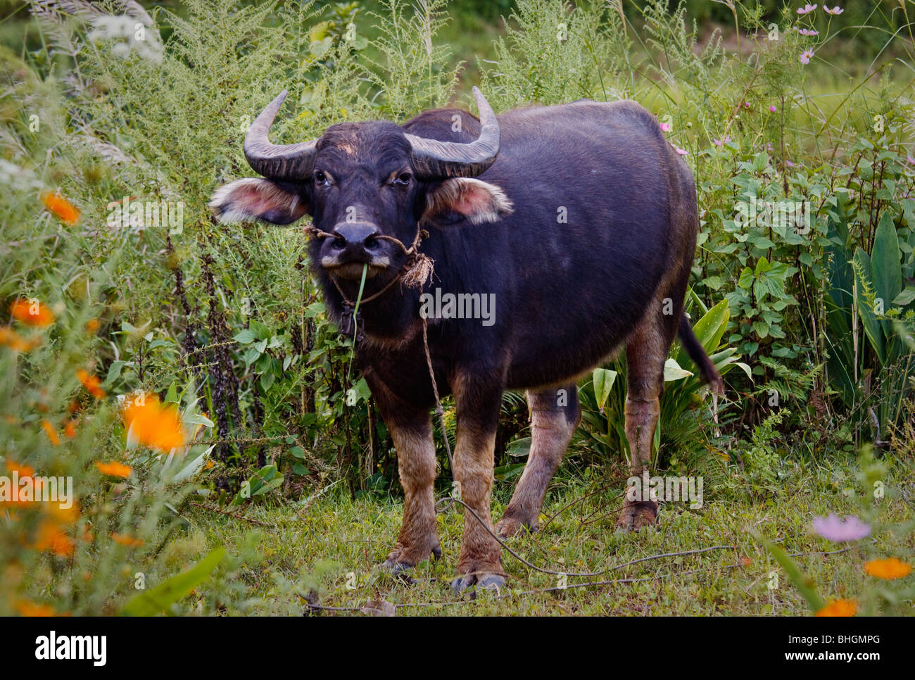 Asian Water Buffalo High Resolution Stock Photography and Images - Alamy