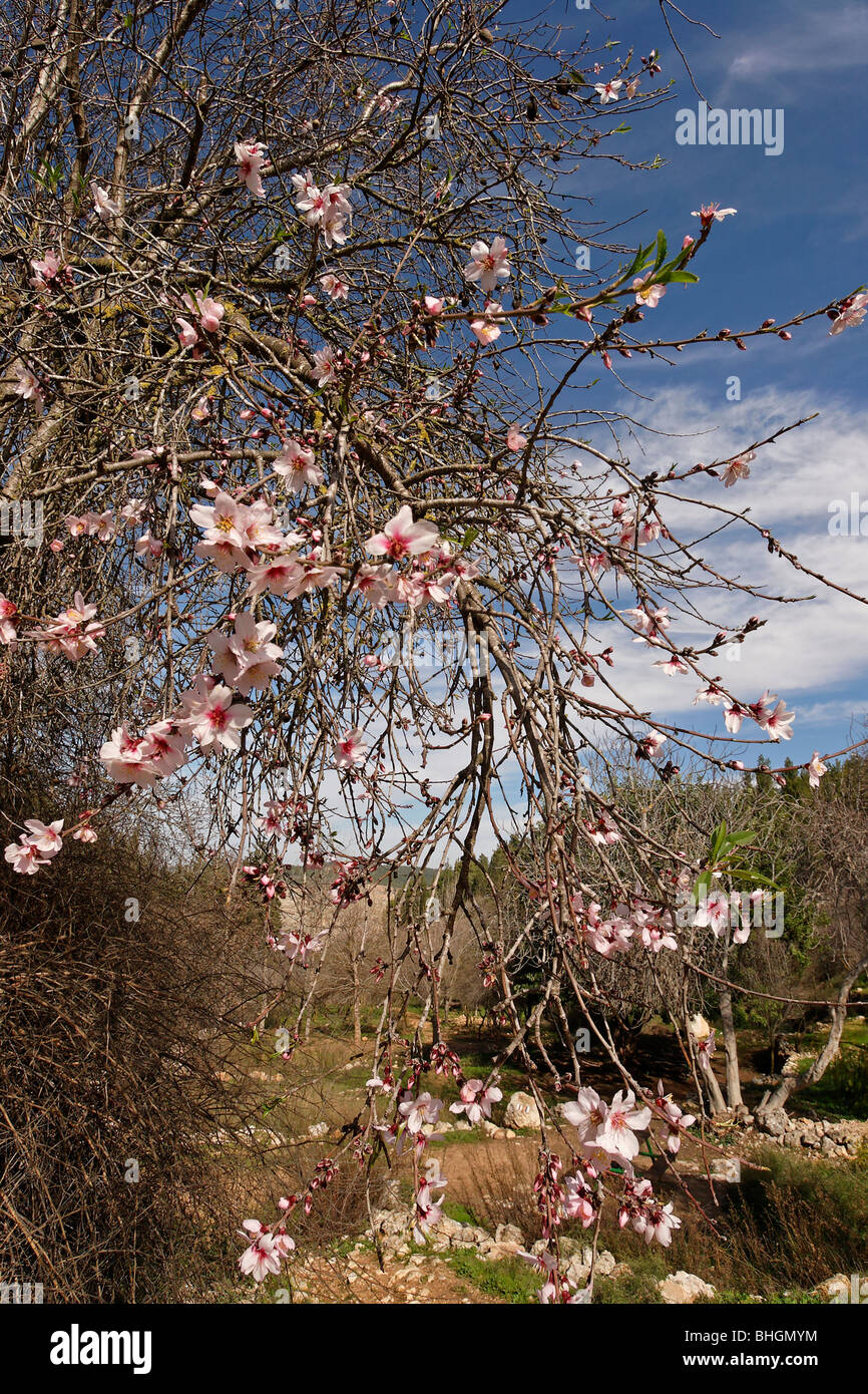 Israel, Jerusalem Mountains. Almond tree in Ein Kobi Stock Photo - Alamy