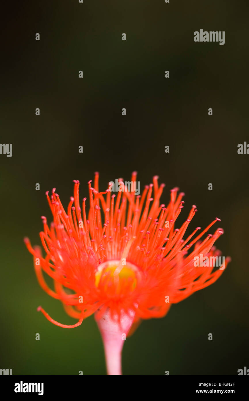 Swamp Bloodwood flowers Corymbia ptychocarpa Stock Photo - Alamy