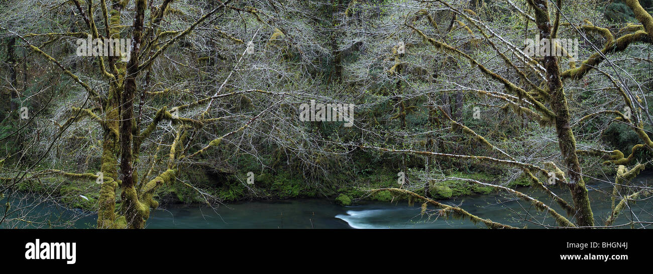 Panoramic of trees along the Santiam River, Oregon Stock Photo - Alamy