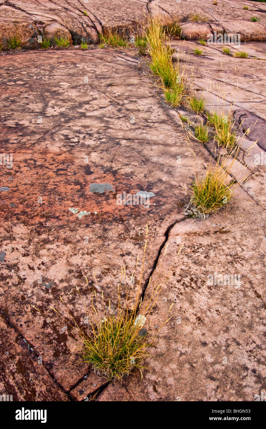 Glaciated Precambrian granite with grasses growing from cracks ...
