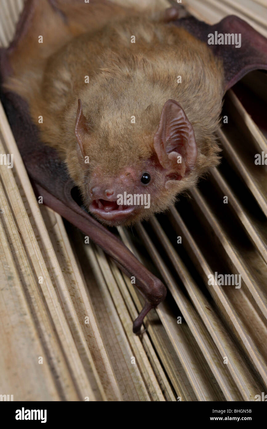 northern yellow bat roosting palm leaf Stock Photo - Alamy