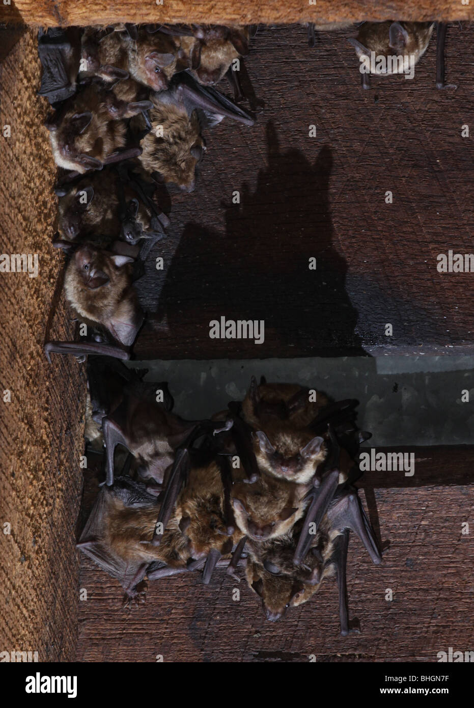 Big brown bat hi-res stock photography and images - Alamy